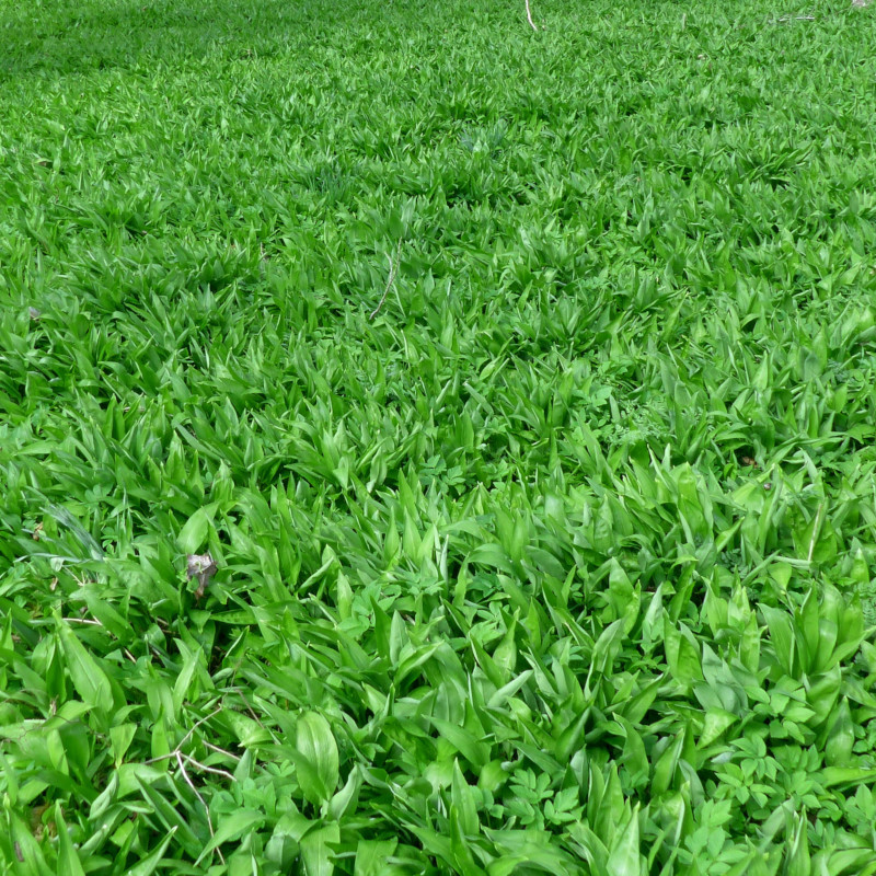 Karulauk (Allium ursinum)