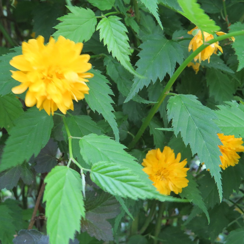 Japanese marigold (Kerria japonica) "pleniflora"