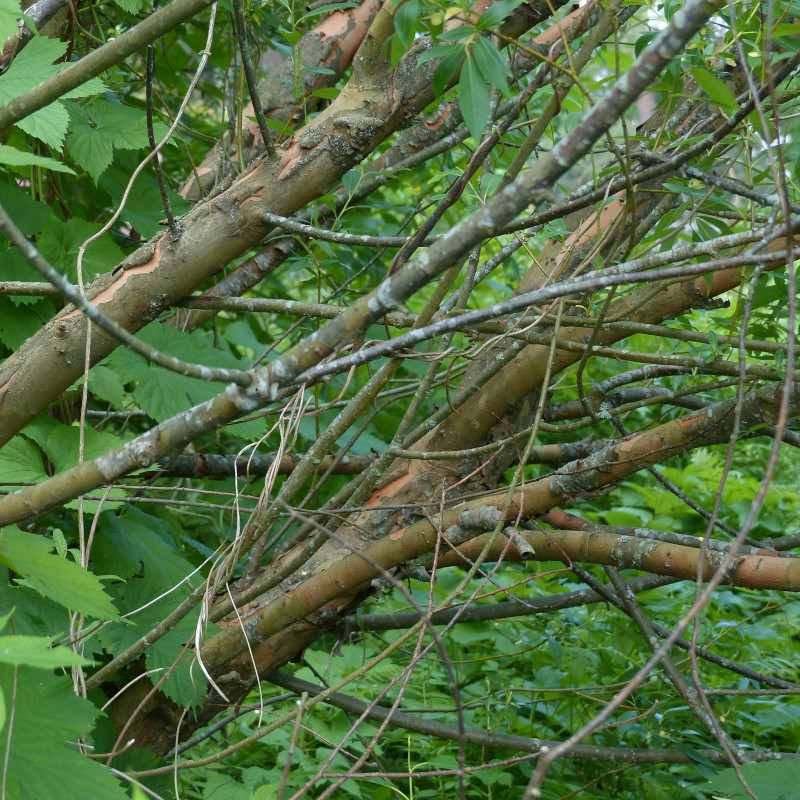 Almond willow (Salix triandra)
