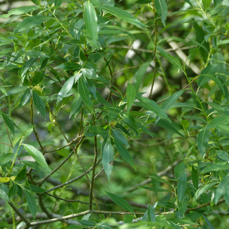 Almond willow (Salix triandra)