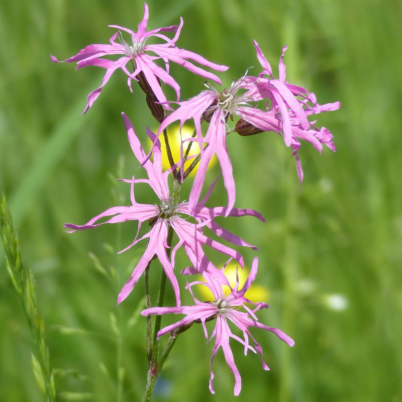 Ragged robin (Lychnis flos-cuculi)