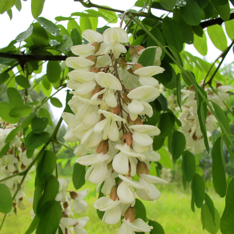 Harilik robiinia (Robinia pseudoacacia)