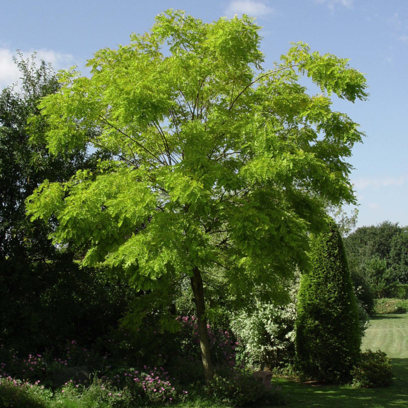 Harilik robiinia (Robinia pseudoacacia)