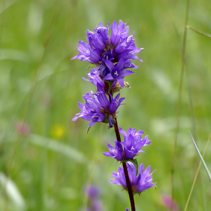 Clustered bellflower (Campanula glomerata) seeds