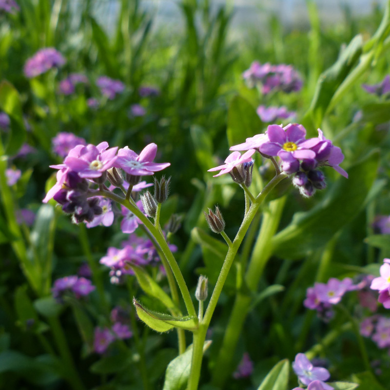 Roosa meelespea (Myosotis sylvatica) seemned
