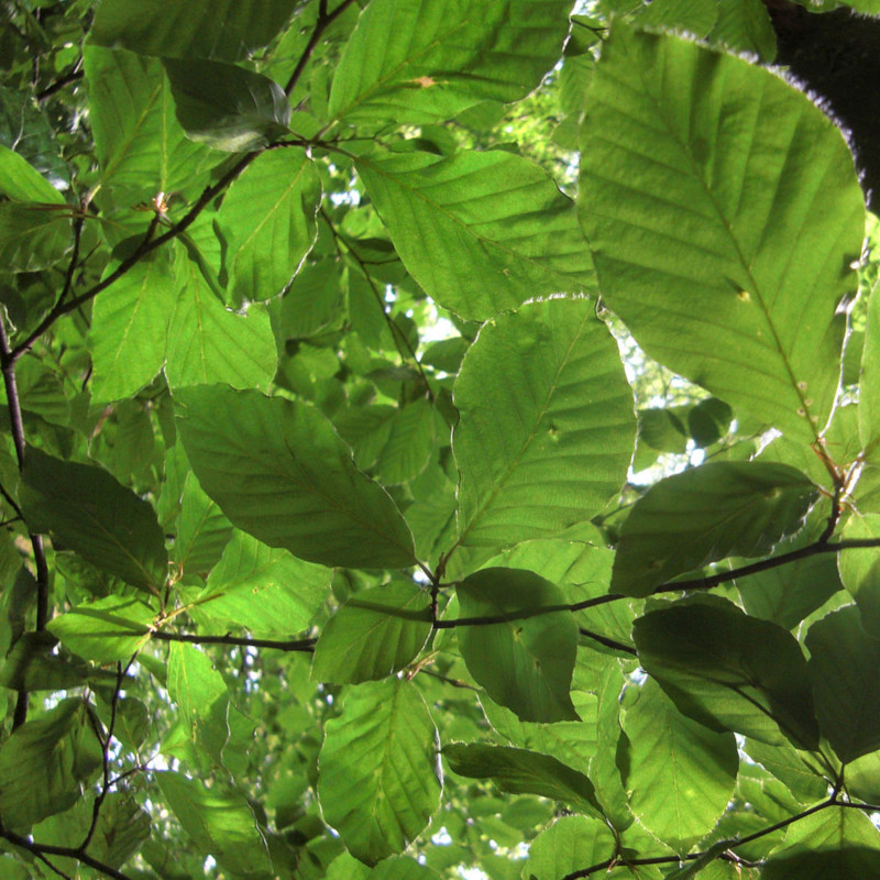 European beech (Fagus sylvatica)