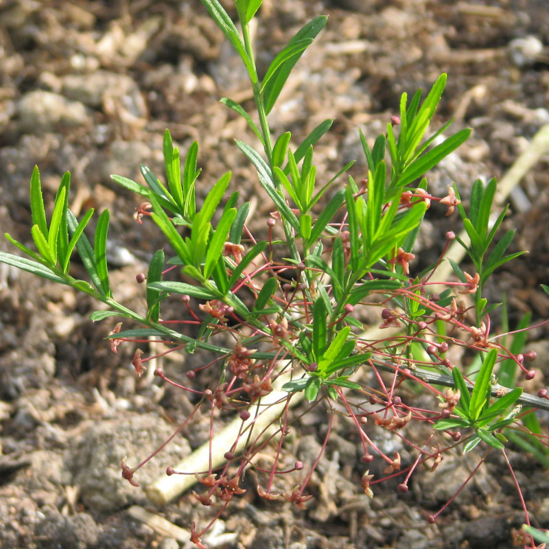 Väike kikkapuu (Euonymus nanus)