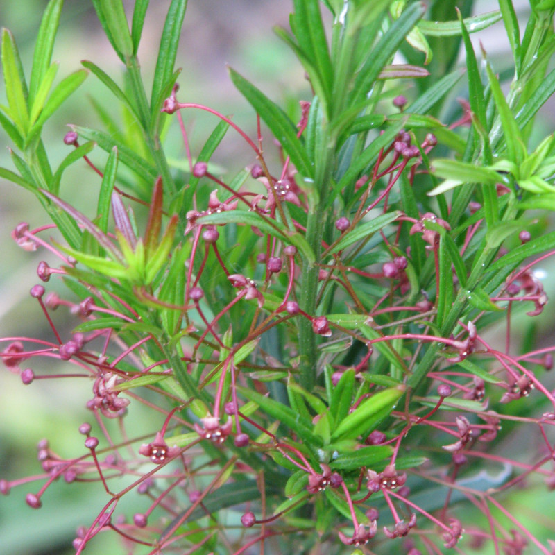 Dwarf spindle (Euonymus nanus)