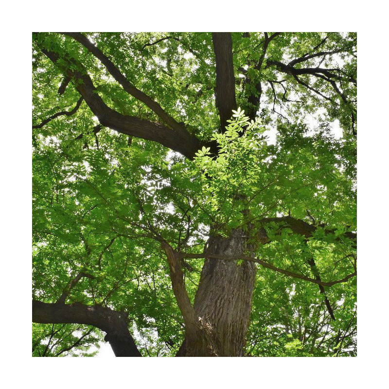 Japanese wingnut (Pterocarya rhoifolia)