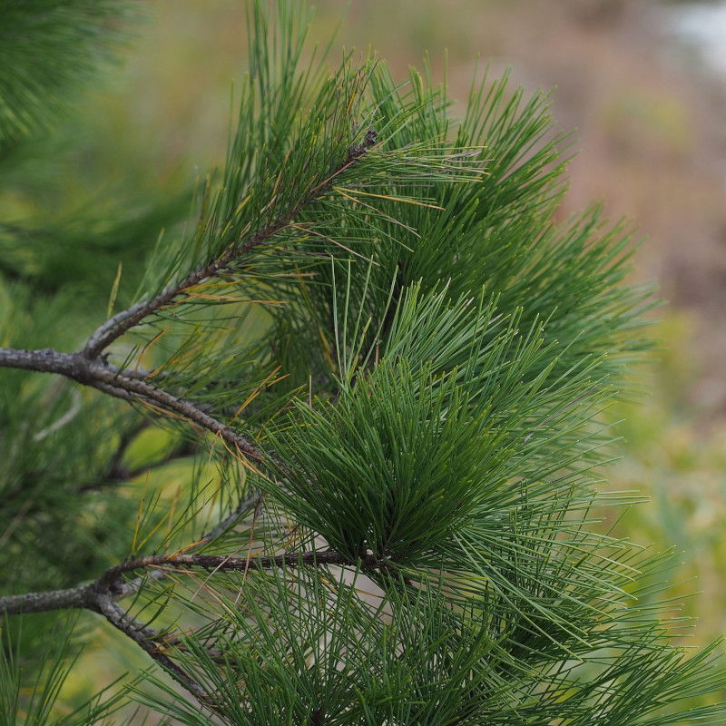 Japanese red pine (Pinus densiflora)