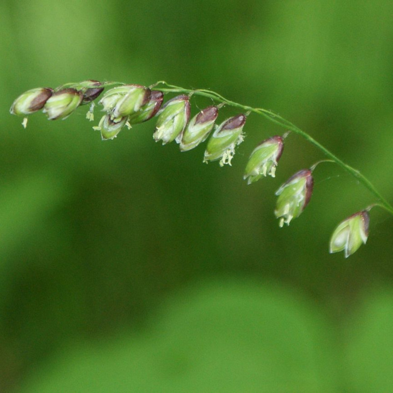 Mountain melick (Melica nutans) seeds
