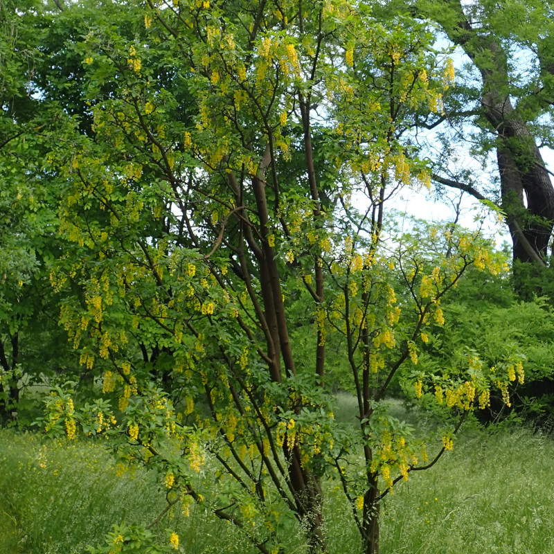 Scotch laburnum (Laburnum alpinum)