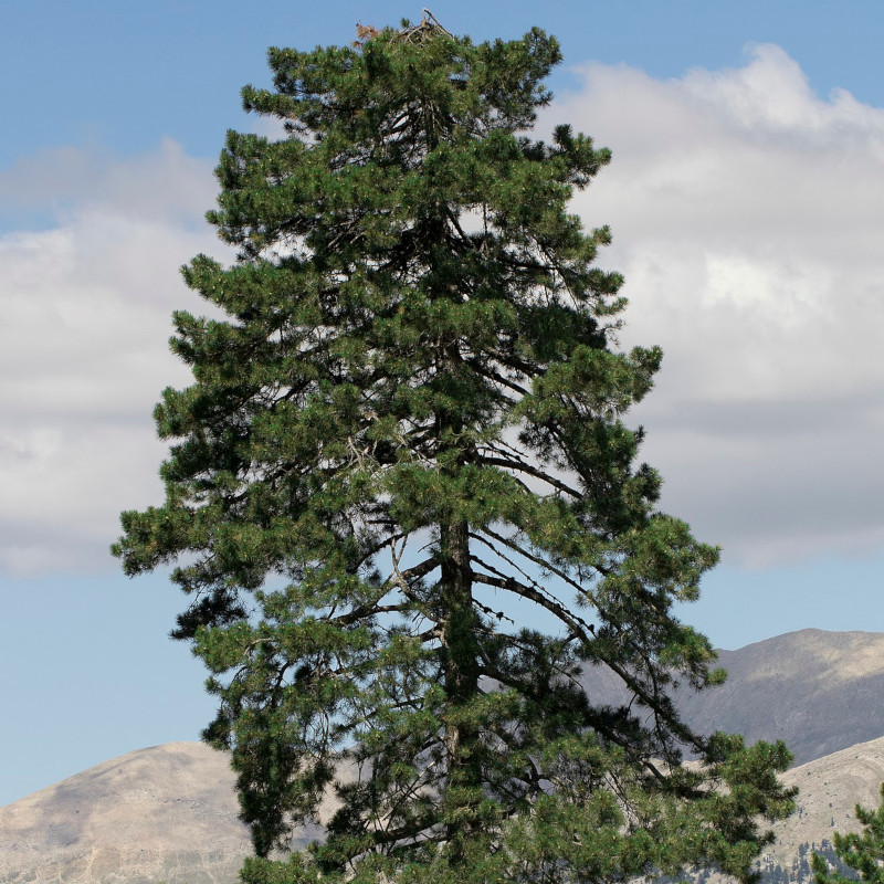 Must mänd (pinus nigra)