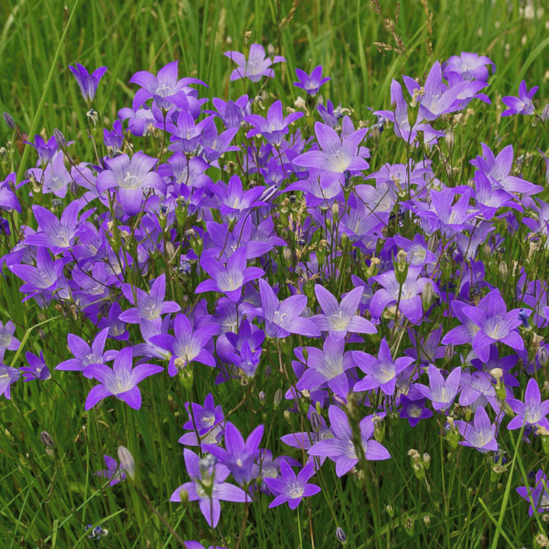 Spreading bellflower (Campanula patula) seeds