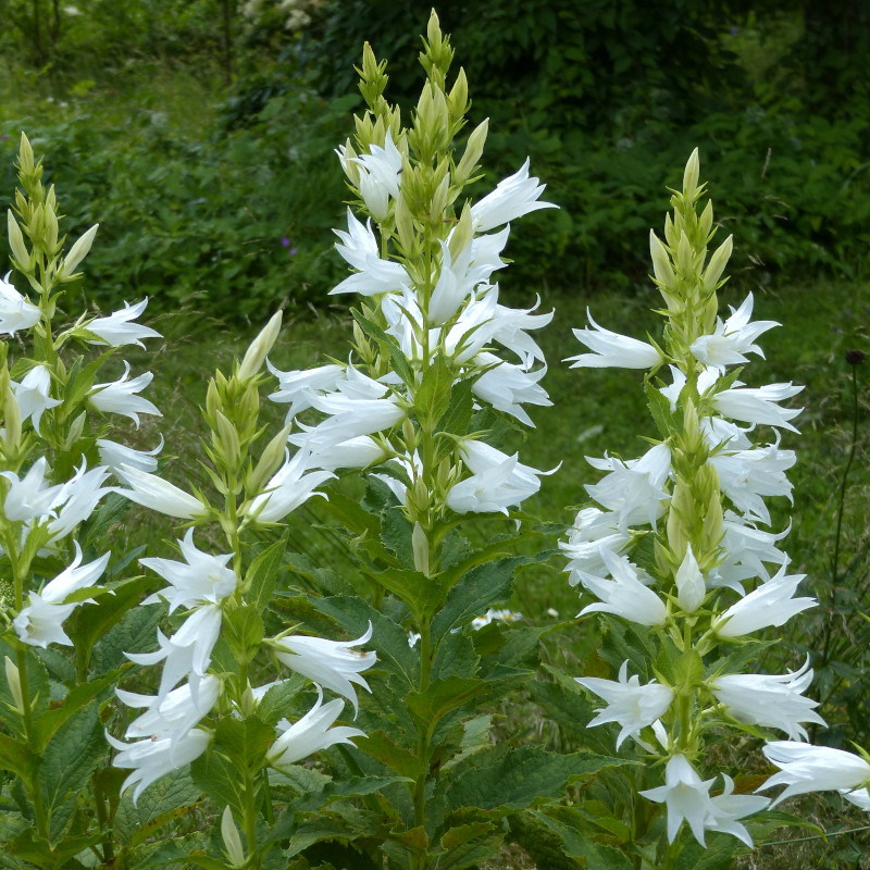 Giant bellflower (Campanula latifolia) seeds