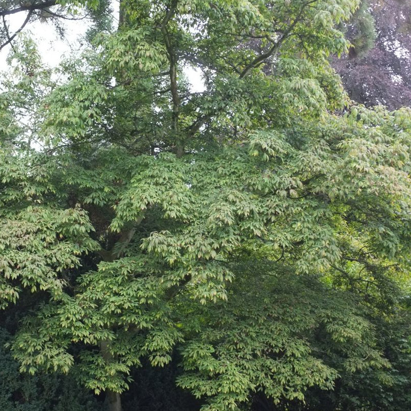 Manchurian maple (Acer mandshuricum)