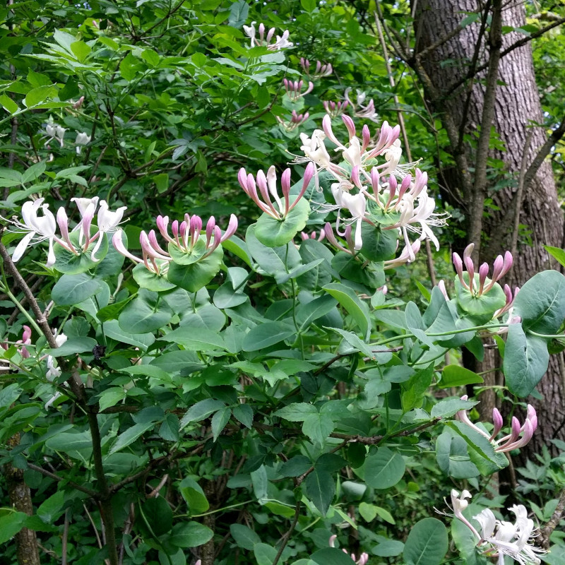 Lõhnav kuslapuu (Lonicera caprifolium)
