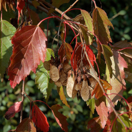 Amur maple (Acer ginnala)