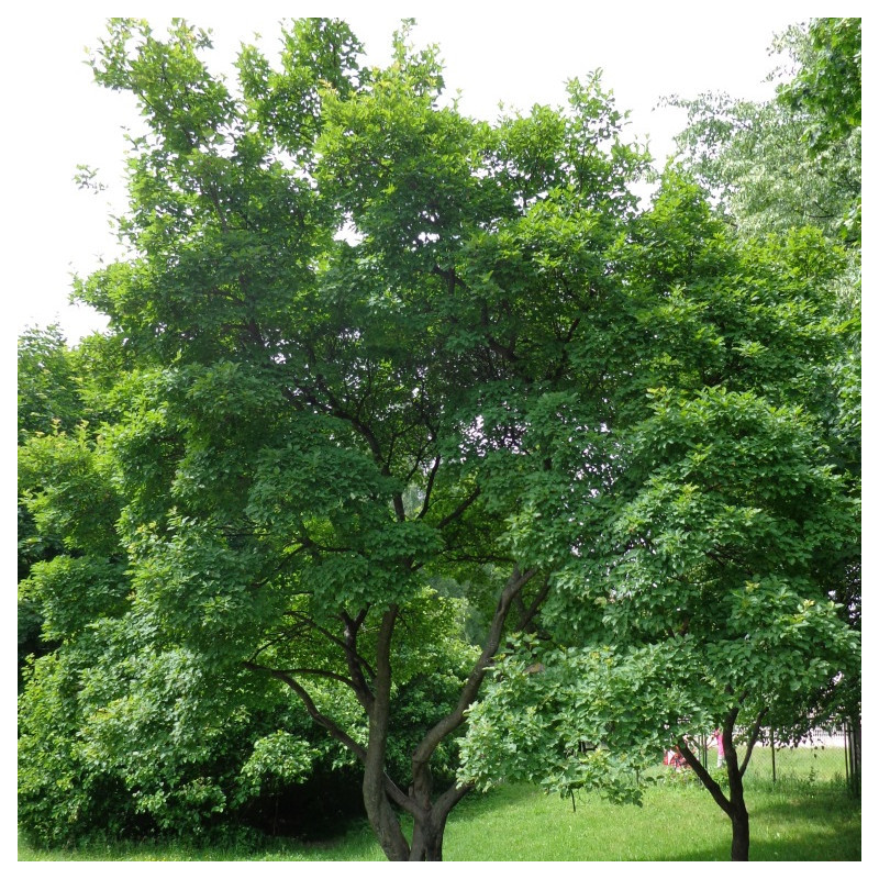 Amur maple (Acer ginnala)