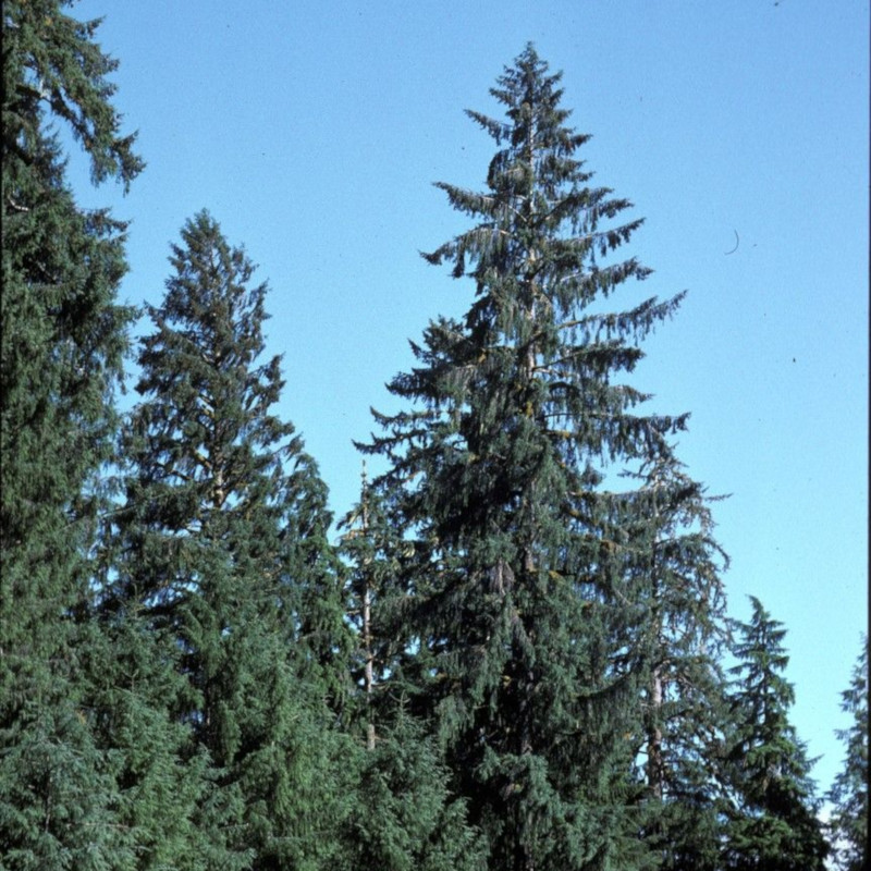 Sitka spruce (Picea sitchensis)
