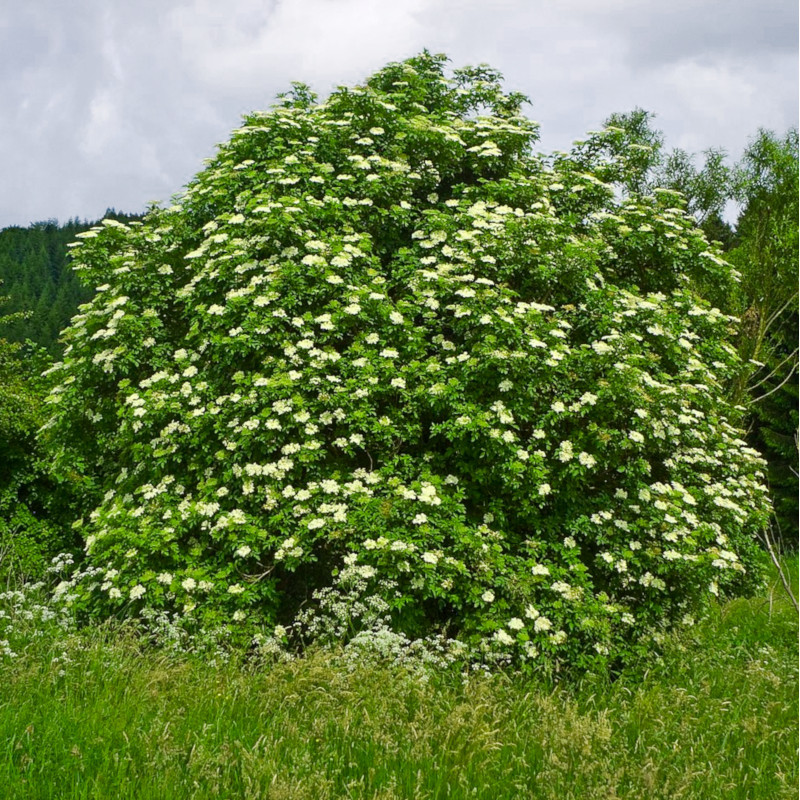Must leeder (Sambucus nigra)