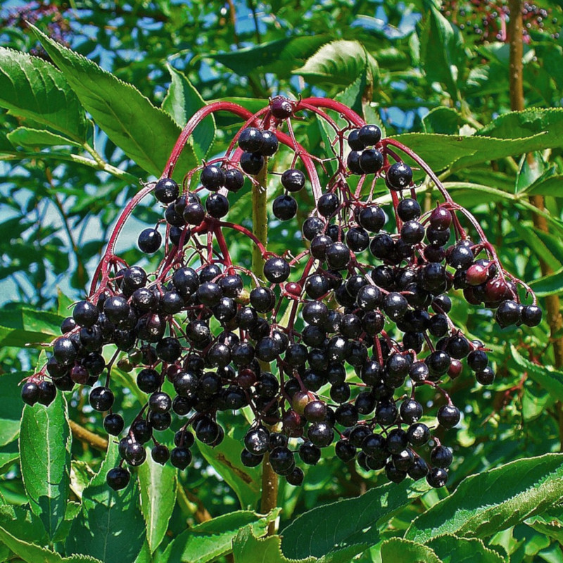 Must leeder (Sambucus nigra)