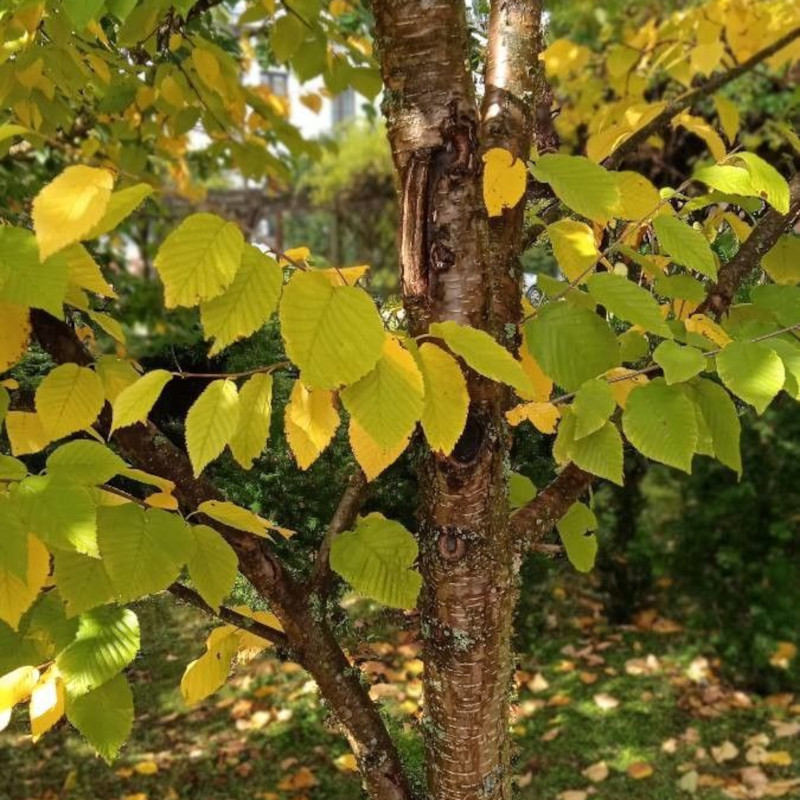 Yellow birch (Betula alleghaniensis)
