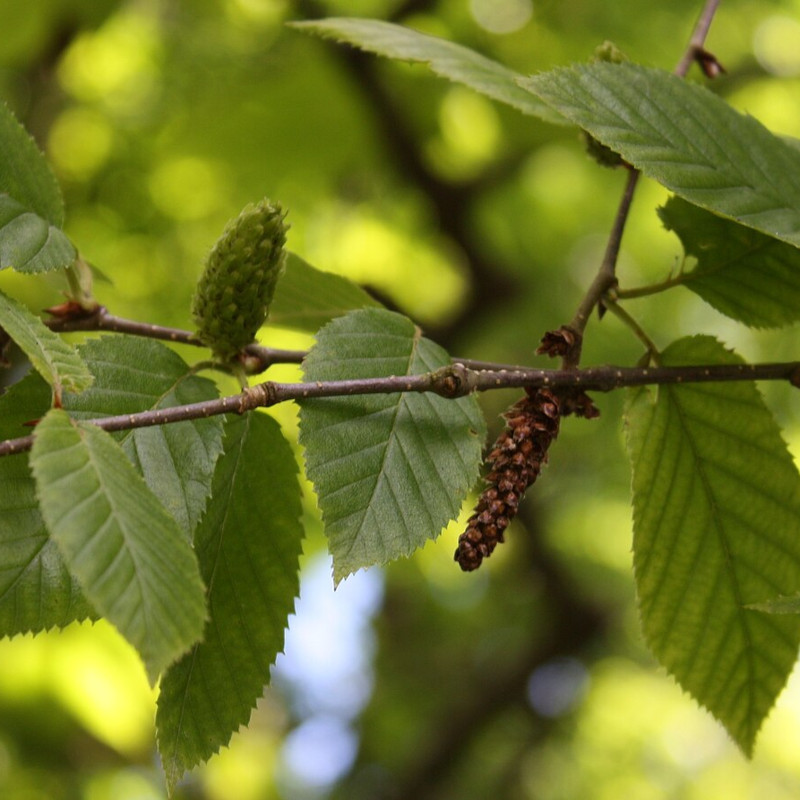 Yellow birch (Betula alleghaniensis)