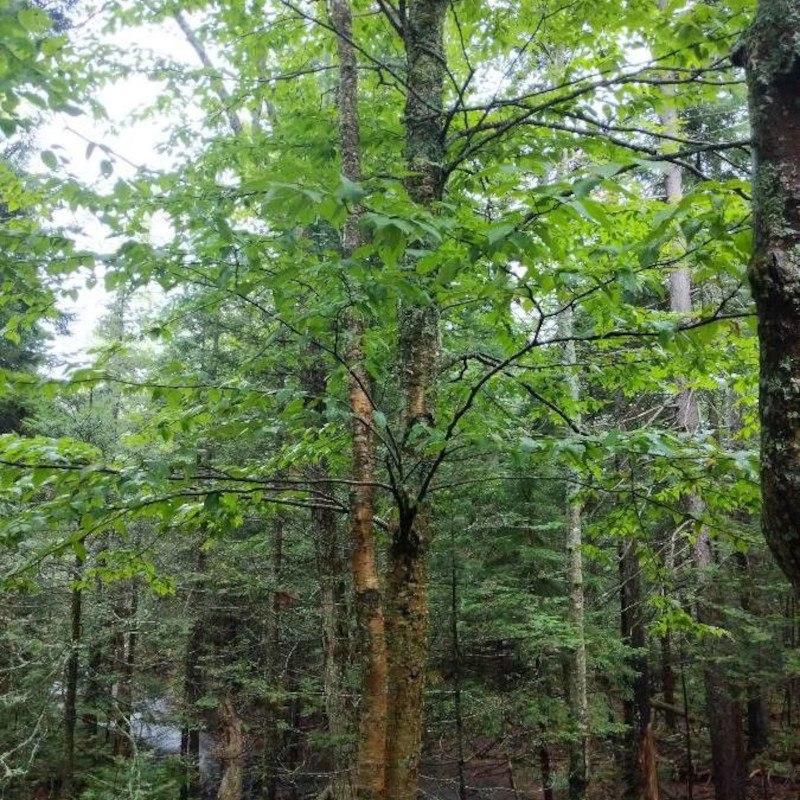 Yellow birch (Betula alleghaniensis)
