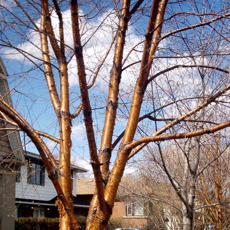 Yellow birch (Betula alleghaniensis)