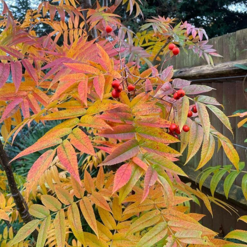 American mountain ash (Sorbus americana)