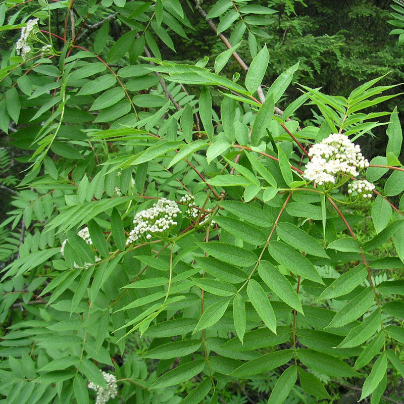 American mountain ash (Sorbus americana)