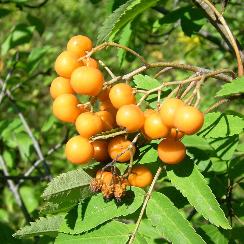 American mountain ash (Sorbus americana)