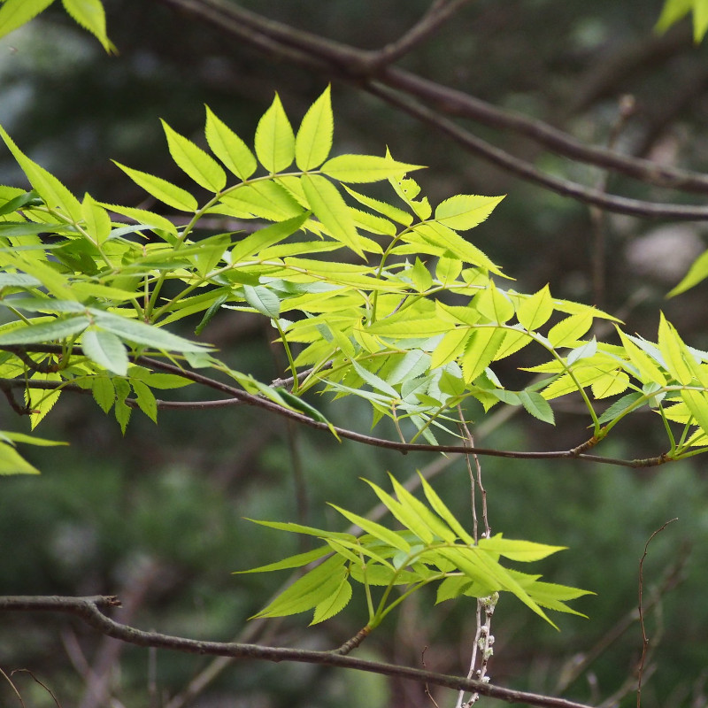Japanese rowan (Sorbus commixta)