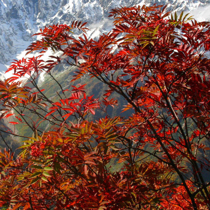Japanese rowan (Sorbus commixta)