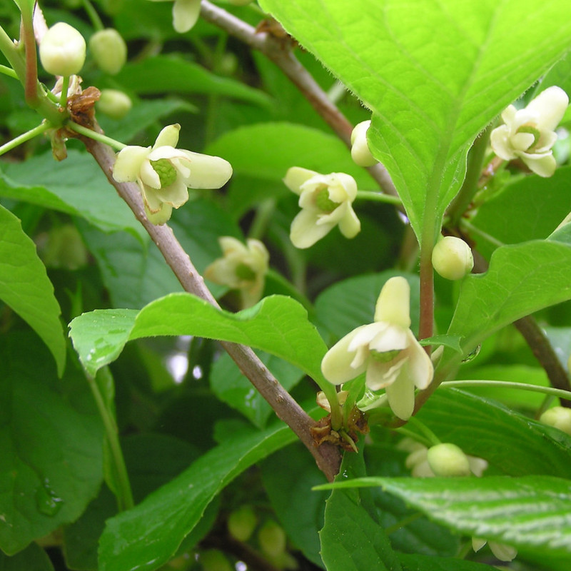 Magnolia Vine (Schisandra chinensis)