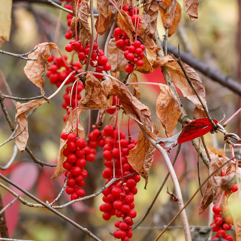 Magnolia Vine (Schisandra chinensis)