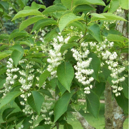 Epaulette tree (Pterostyrax hispidus)