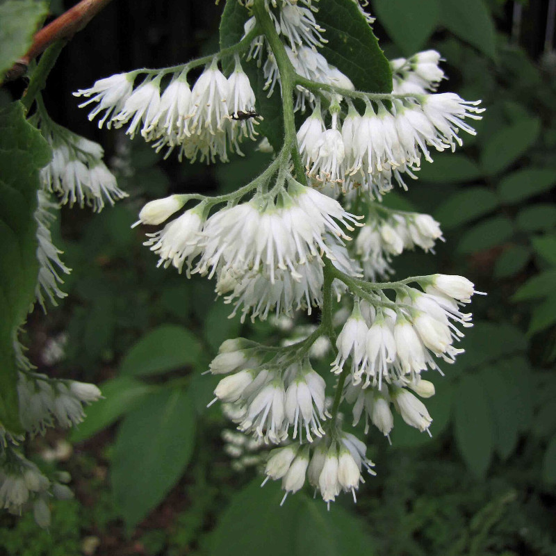 Epaulette tree (Pterostyrax hispidus)