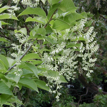 Epaulette tree (Pterostyrax hispidus)